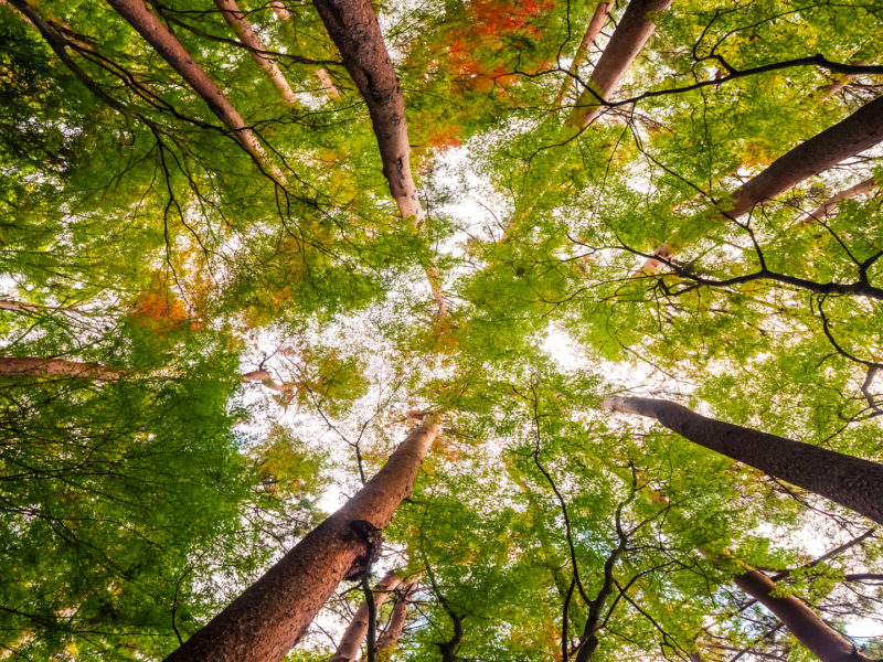 Operador neutro de fibra óptica en España | lyntia